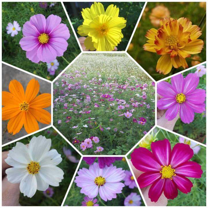 Tall Cosmos Flower Garden Mixed 100 Seeds Binhi Pantanim | Lazada PH