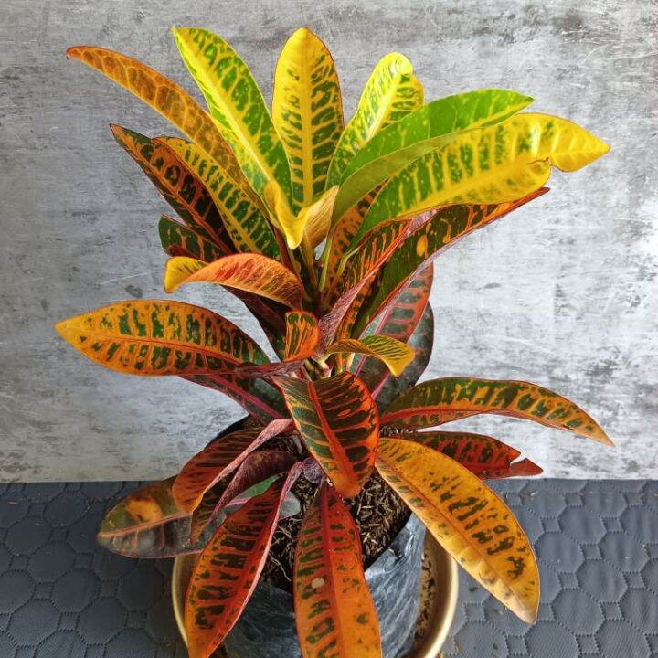 Anikanik Ph - Petra San Francisco Croton Live Rooted Plant(It's a seed ...