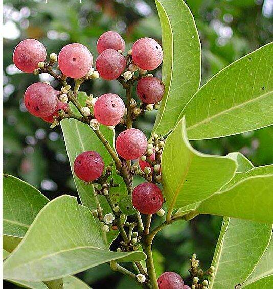 Gin Berry Plant seedling (Orange Berry) Glycosmis pentaphylla | Lazada PH