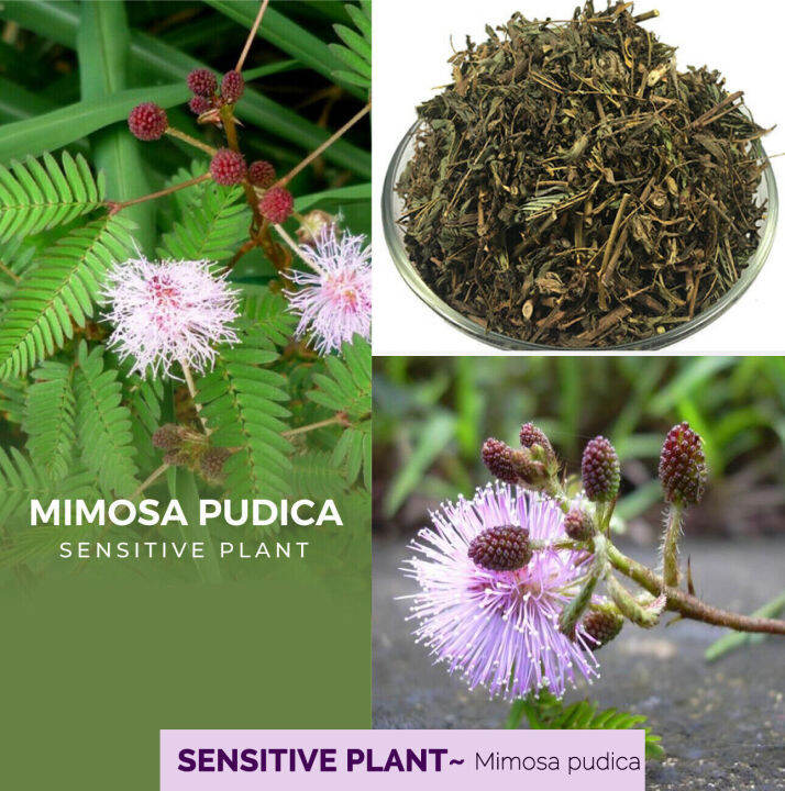 Dried Makahiya leaves, roots and stem (30 grams) | Lazada PH