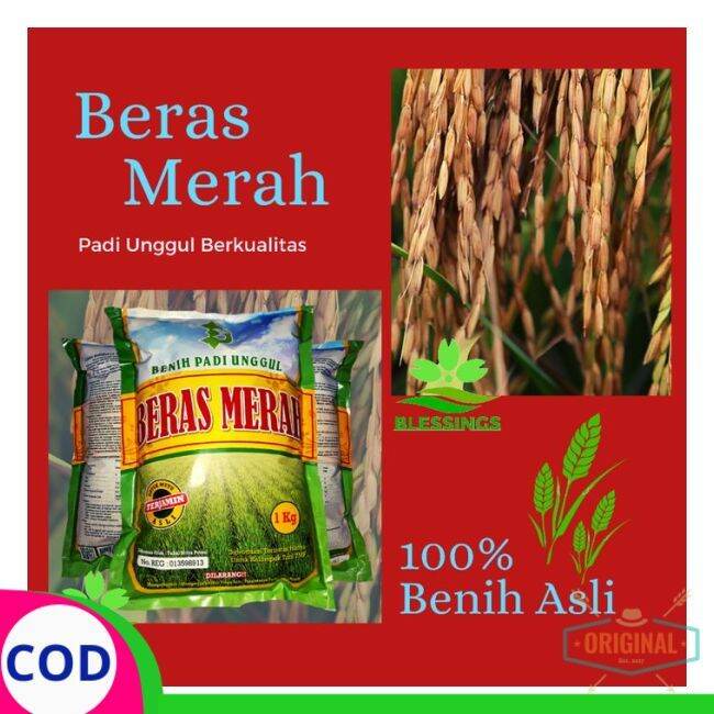 Benih Padi Beras Merah / Bibit Padi Beras Merah TERLARIS COD | Lazada ...