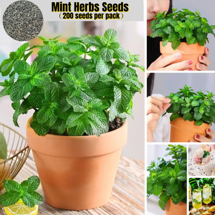 200pcs Biji Benih Murah Pudina 薄荷种子 Edible Mint Herbs Seeds for Sale ...