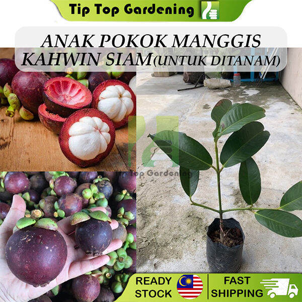 Anak Pokok Manggis Kahwin Siam Untuk Ditanam Pokok Hidup Mangosteen Real Live Plant 山竹树 | Lazada