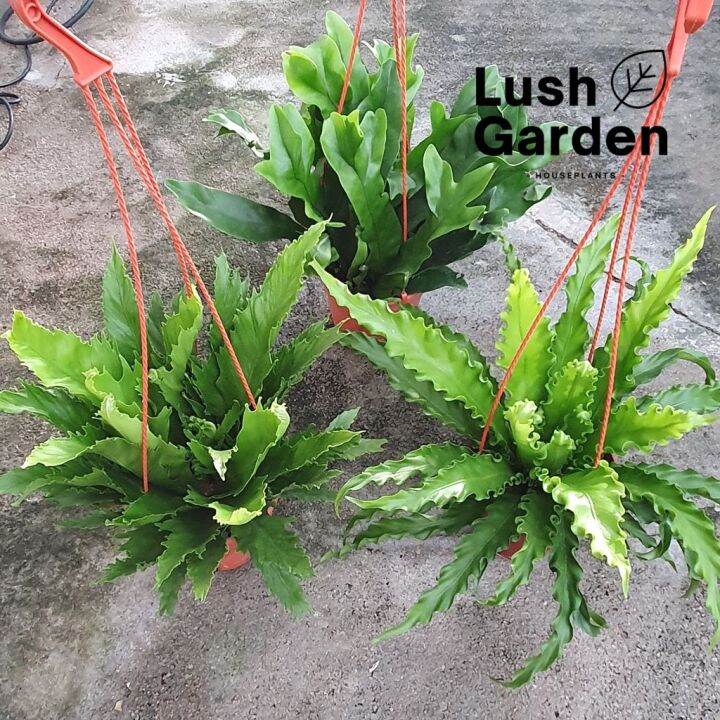 Fern Series - Asplenium Osaka/ Japanese Bird's Nest Fern/ Fishtail Fern ...