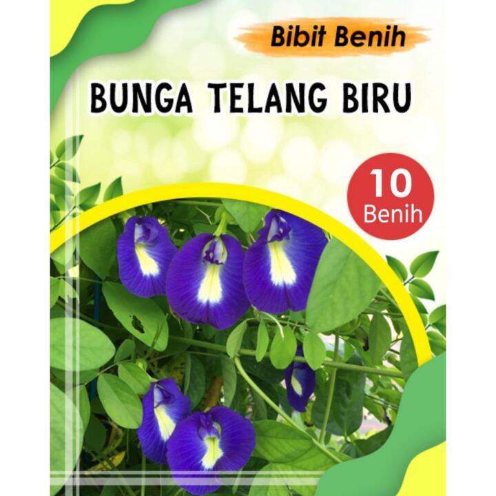 Benih pilihan bibit bunga telang 10 biji mudah tumbuh Tanaman bunga ...