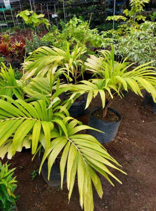 Golden Becha Palm Tree with FREE plastic pot, pebbles and soil. Real ...