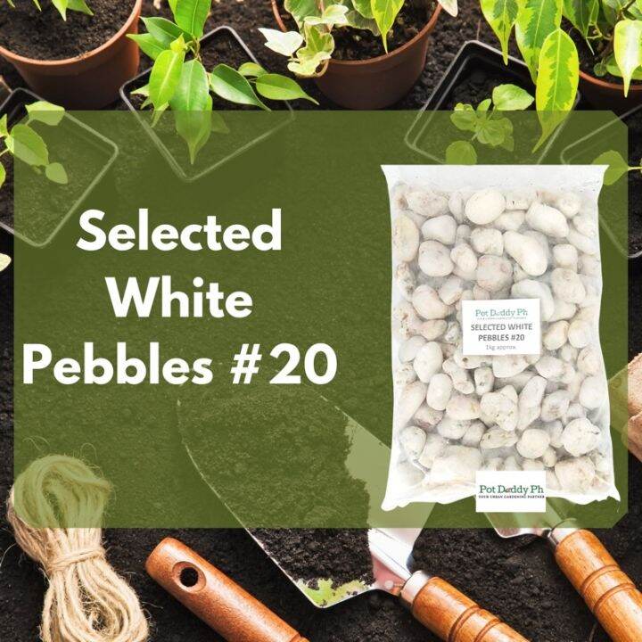 Pot Daddy Ph | Selected White Pebbles | Lazada PH