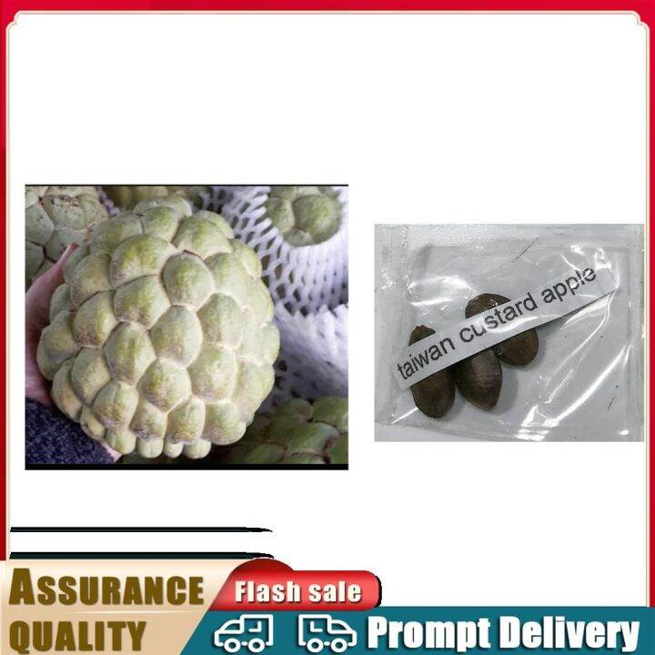 taiwan sugar custard apple atis seeds | Lazada PH