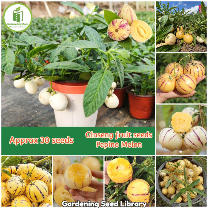 Easy to grow丨Rare Pepino Melon Ginseng Fruit Seeds of Planting (1 pack ...