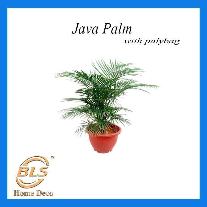 BLS REAL LIVE INDOOR PLANT JAVA PALM WITH POLYBAG INDOOR PLANT | Lazada