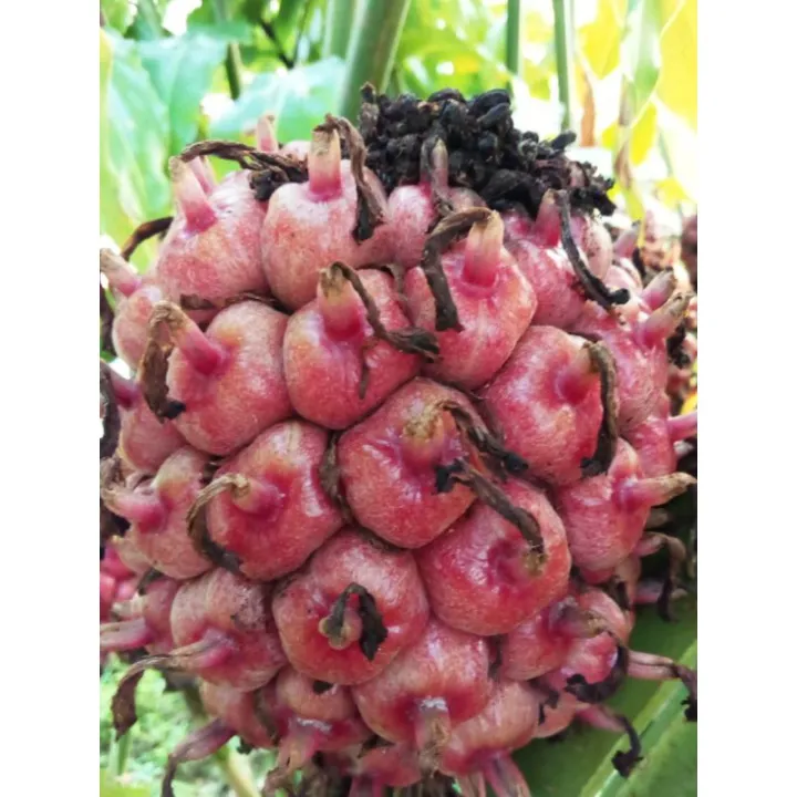 buah honje segar 1kg | Lazada Indonesia