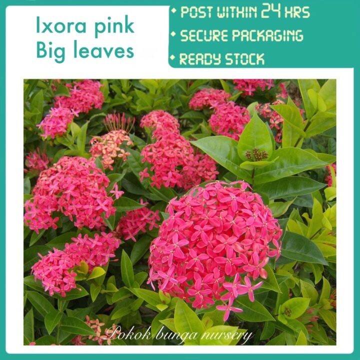 PBN - ixora pink big leaves - flower pokok bunga nursery sunkist ...