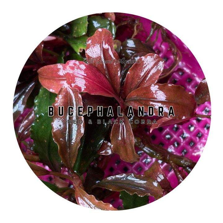 [Aquatic Plant] Bucephalandra Submerged Brownie Red and Black Cobra Mix ...