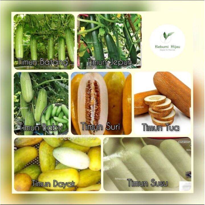 PELBAGAI biji benih TIMUN cucumber seeds | Lazada