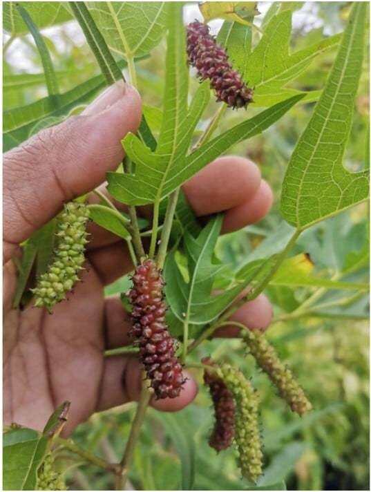 [REAL PLANT] Mulberry Chicken Claw | Lazada