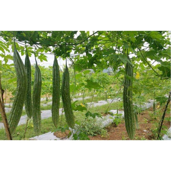 ampalaya / bitter gourd seeds - 50pesos per pack - condor - vegetable ...