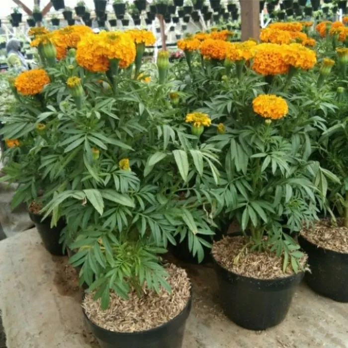 Tanaman hias asli hidup marry gold / marigold / merigold / bunga ...
