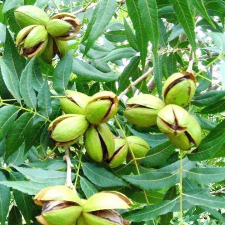 Pecan tree grafted with longevity fruit in the United States, annual ...