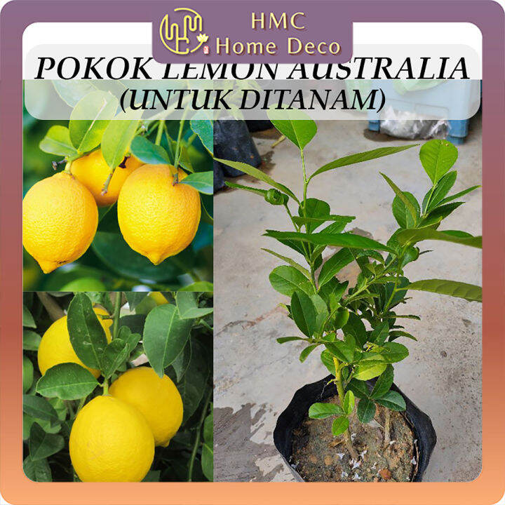 Pokok Lemon Australia Untuk Ditanam Pokok Hidup Real Live Plant Hybrid ...