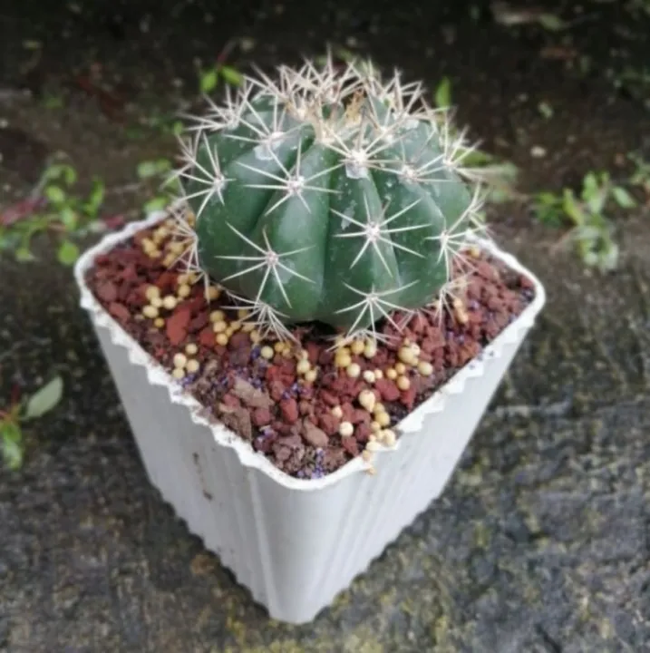 PINK MELO CACTUS | Lazada PH