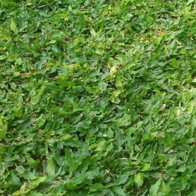 Rumput Gajah Mini Rumput 1 Meter Persegi Lazada Indonesia