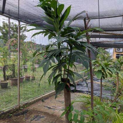 RARE / EXOTIC / NADIR Buah Pulur / Breadnut Artocarpus camansi) - Pokok ...