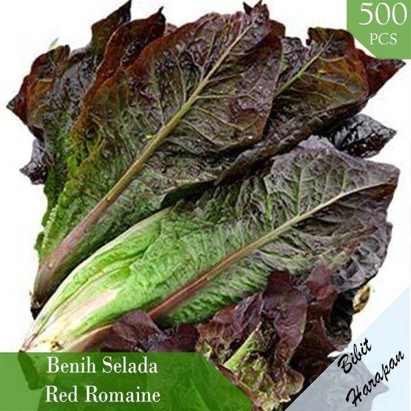 Benih Bibit Biji Sayur Lettuce Selada Red Romaine Benih Sayuran Import | Lazada Indonesia