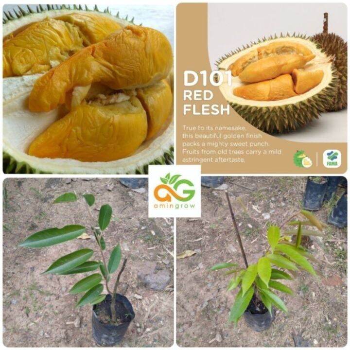 amingrow- 🌱Anak pokok Durian IOI/101/Hajah Hasmah/D168 (Durio zibethinus)- pokok buah🌱 | Lazada