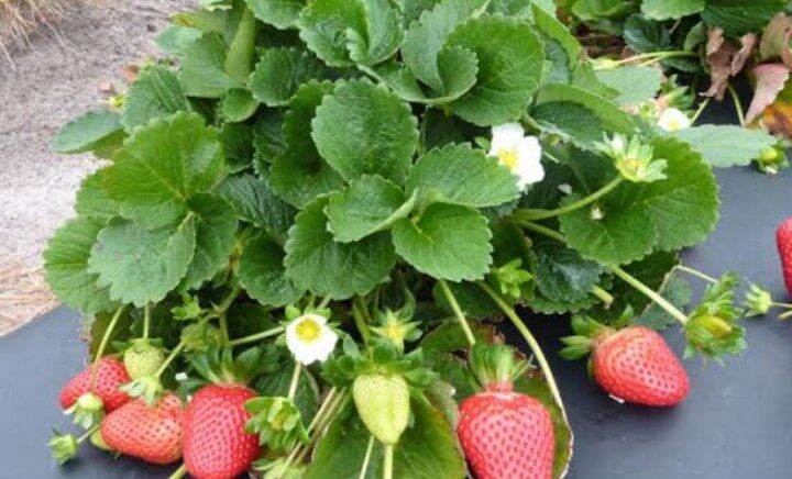 Strawberry Runners/KINGBERRY/AKIHIME/TEXAS/SWEETCHARLIE/ALBION ...