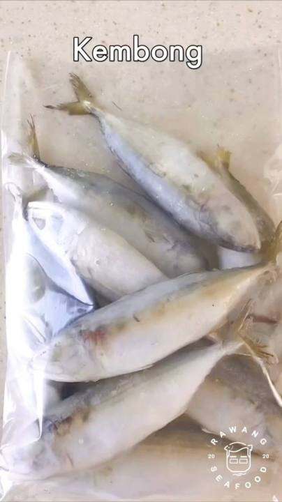 Ikan Kembong Fish 1kg 甘榜鱼 Mabong Frozen Indian Mackeral 冷冻海鲜食品新鲜 ...