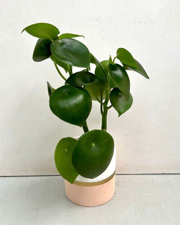[Houseplant] Raindrop peperomia in ceramic pot (random color pots ...