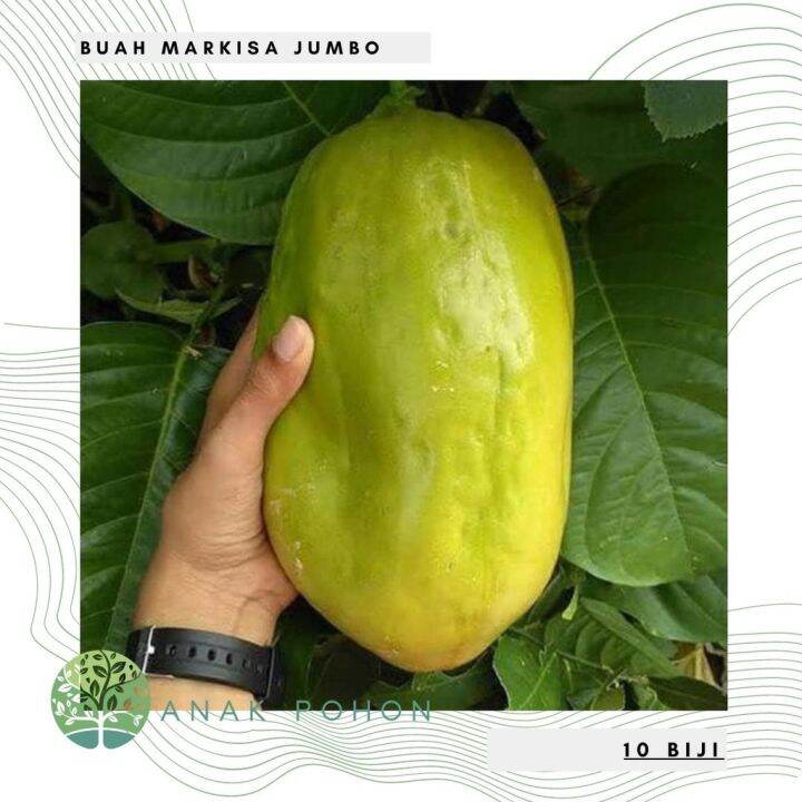 Benih Buah dan Sayur Benih Bibit Biji - Markisa Jumbo Super - Berat ...