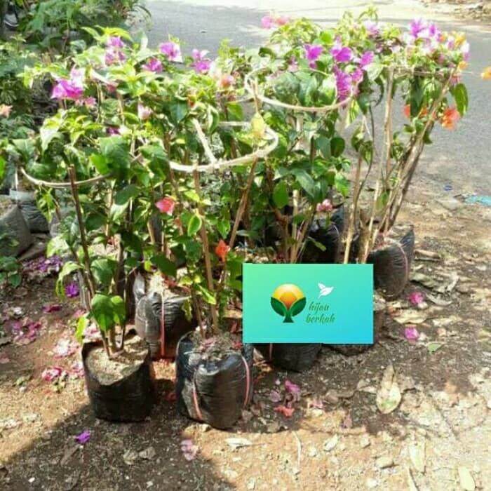 Tanaman Bugenvil Bougenville Bugenville Kembang Kertas Bunga Kertas ...