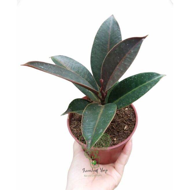 Rubber Tree BURGUNDY/RUBY MELANY Thailand Imported Solidly Rooted Live ...