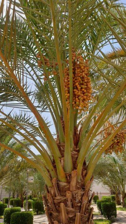 VICTORY SEED 1 Benih Biji Buah Kurma Phoenix Dactylifera Date Palm ...