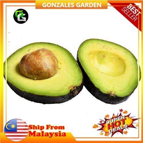 Avocado Mentega Anak Pokok Avocado Mentega Grafted Pokok Kawin Import ...