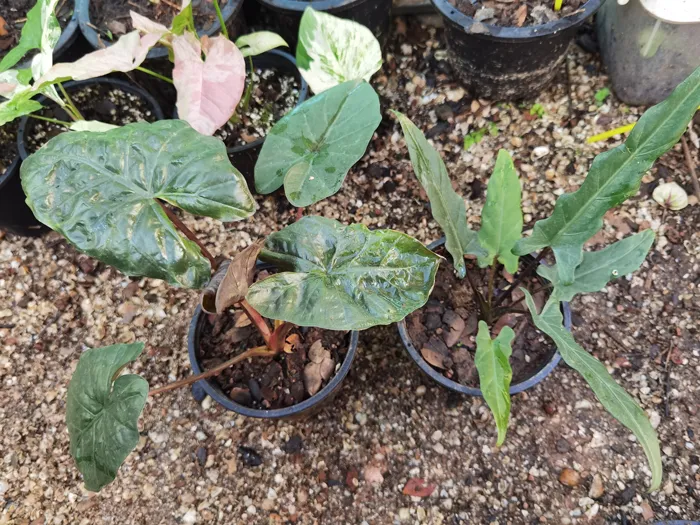 ชุดสุดคุ้ม 2 ต้น Alocasia Yucatan Princess+นาคราช ส่งต้นจริงตามภาพ ...