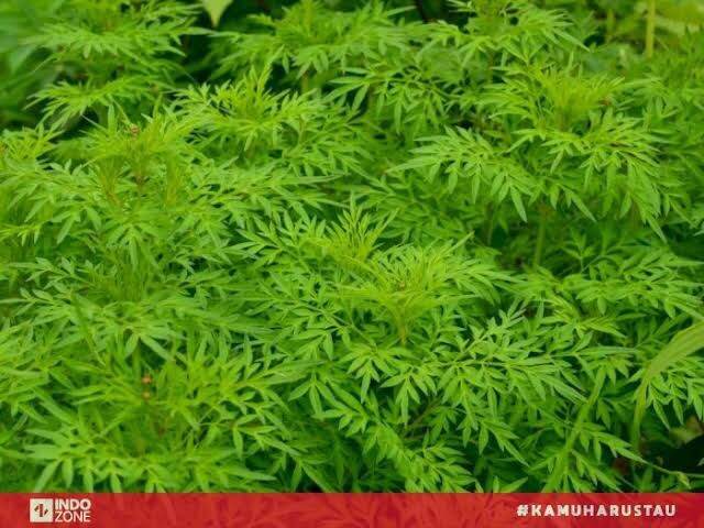 Daun suring Daun kenikir segar 1kg | Lazada Indonesia