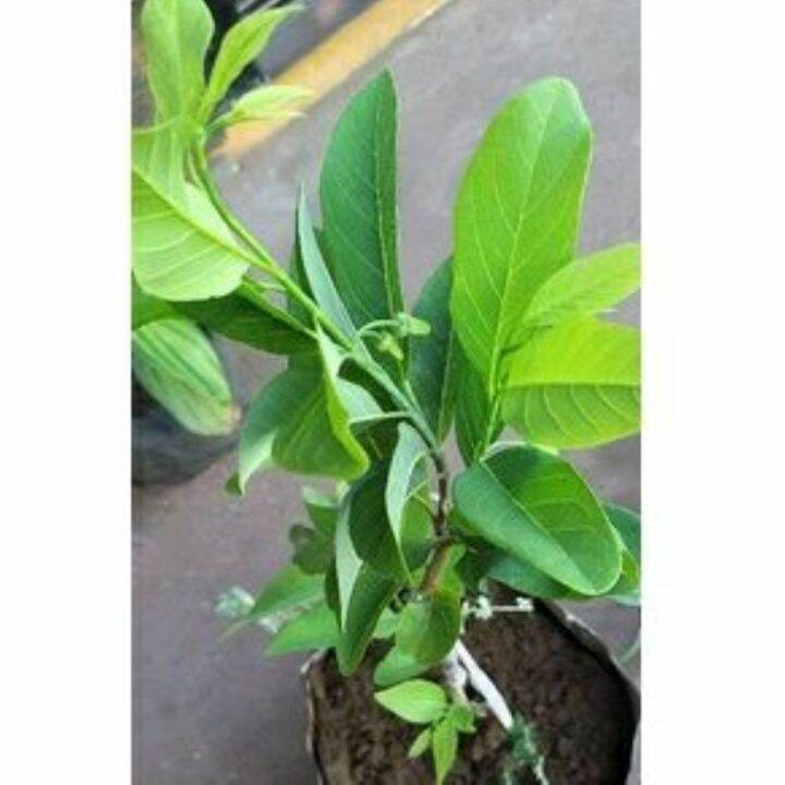 Atis Seedless Grafted Dwarf fruit tree seedlings | Lazada PH