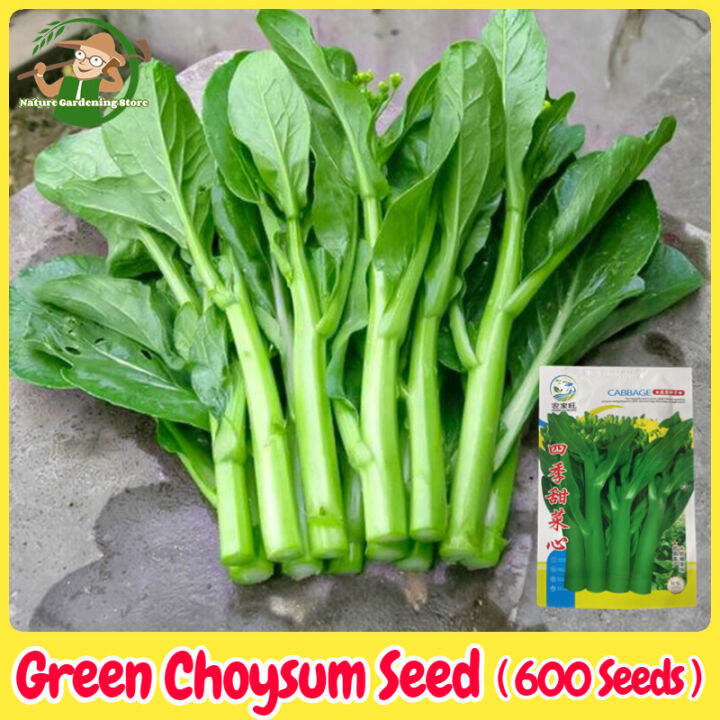 Fresh Organic Green Choy Sum Seeds for Planting (600 Seed) Biji Benih Sawi Hijau 四季甜菜心种子 High ...