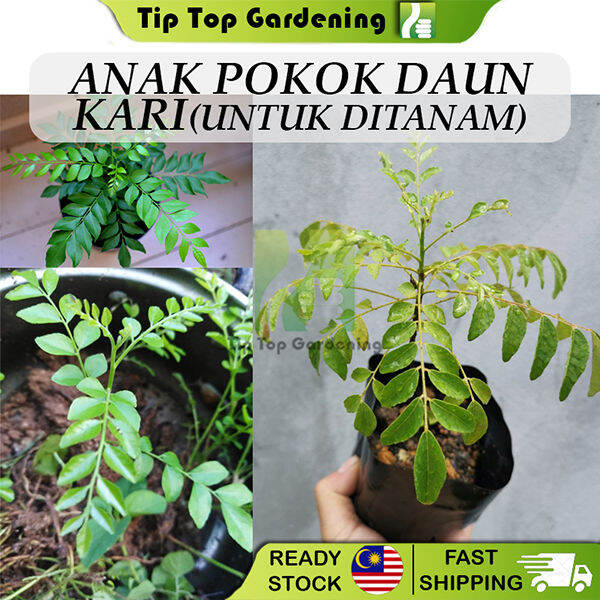 Anak Pokok Daun Kari Untuk Ditanam Pokok Hidup Real Live Plant Curry ...