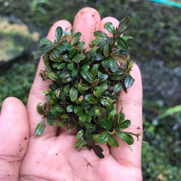 Super Mini Bucephalandra Variants Sold per clump | Lazada PH
