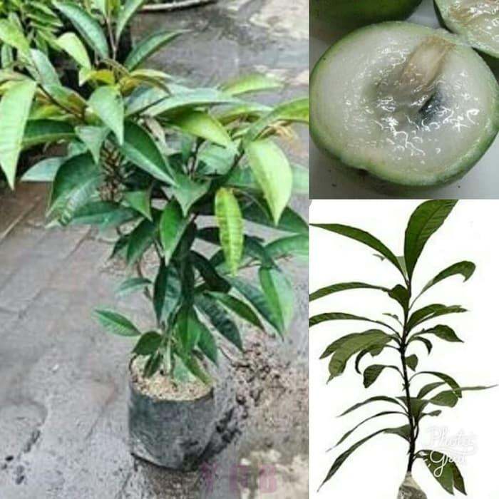 Terlaris Bibit Tanaman Buah Genitu Atau Kenitu Atau Sawo Durian ...