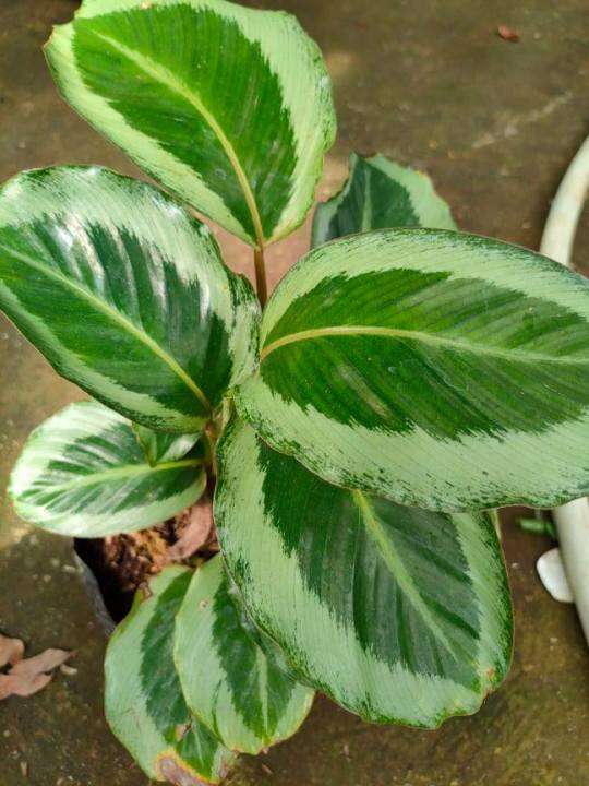 Calathea Gecko (Lush) with FREE white plastic pot, pebbles and garden ...