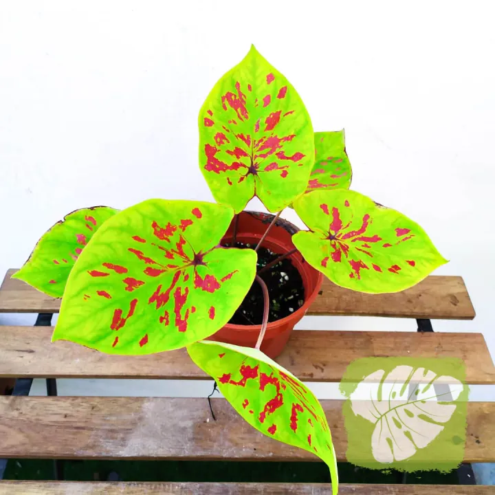 Caladium Neon 140mm Keladi IOB | Lazada
