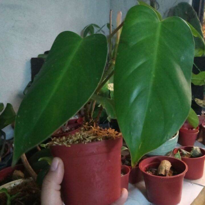 Green Emerald with free dark lord philo cuttings | Lazada PH