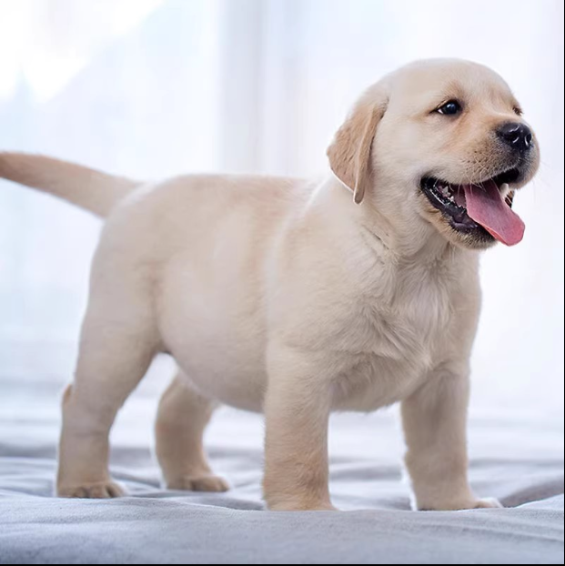 Free adoption of purebred Labrador puppies milk white black Labrador ...