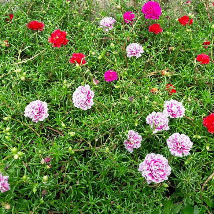 Bunga Sutra Bombay Mossros Portulaca Krokot Kembang Jam 8 Warna Random ...