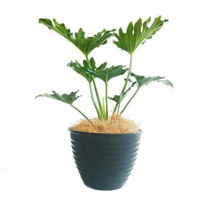 Tanaman Hias Philodendron Selloum - Philo Jari - Selum Bunga Hias Hidup ...
