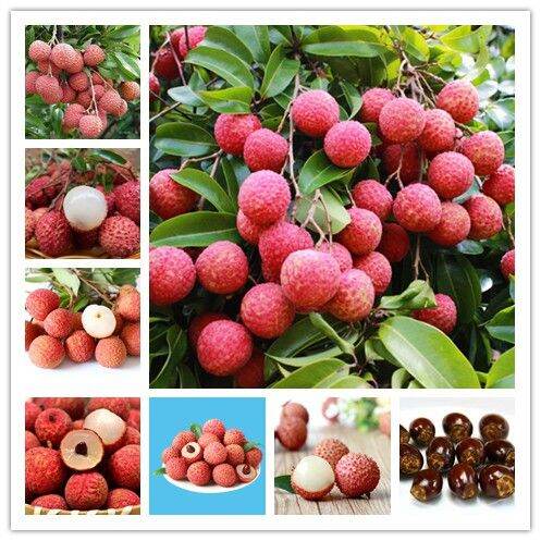 50 Seeds (buy 2 get 1 free) High Quality Fruit Guiwei Lychee for Sale ...